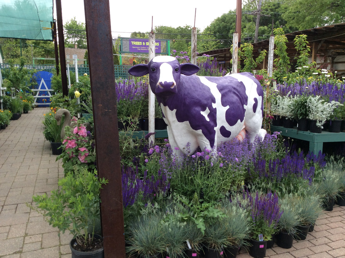 Greenhouse - About – Purple Cow Organics