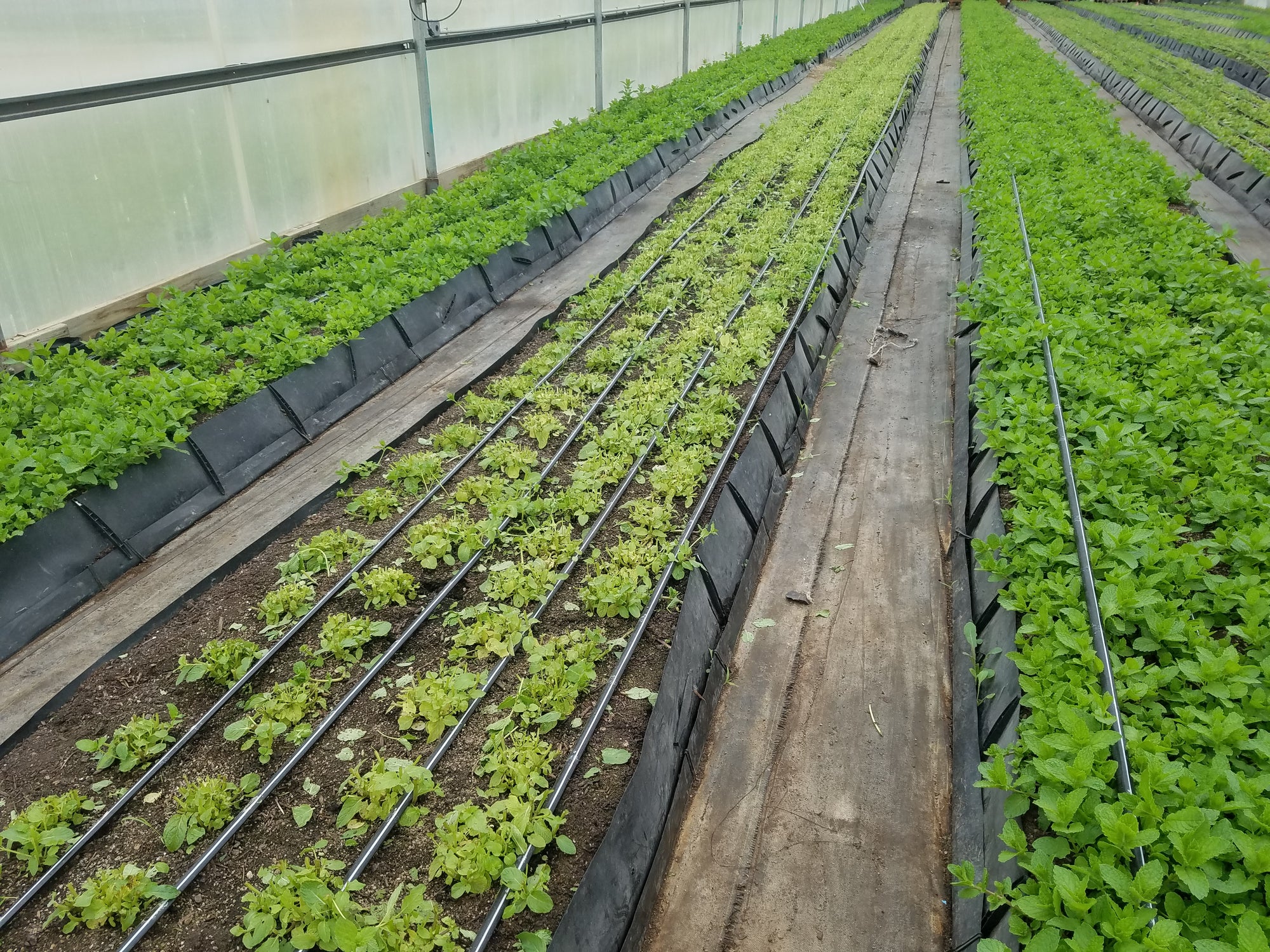 Greenhouse Essentials – Purple Cow Organics