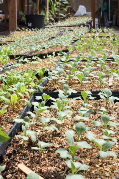 Greenhouse Essentials – Purple Cow Organics